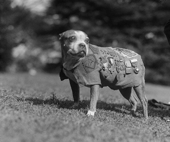Sgt. Stubby | Defense Media Network